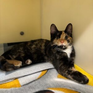 Homepage - RSPCA Coventry