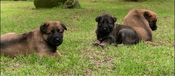 Homepage - RSPCA Coventry