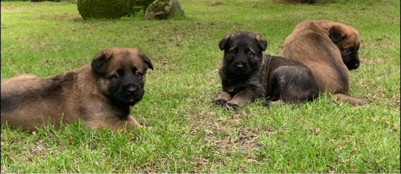 Homepage - RSPCA Coventry