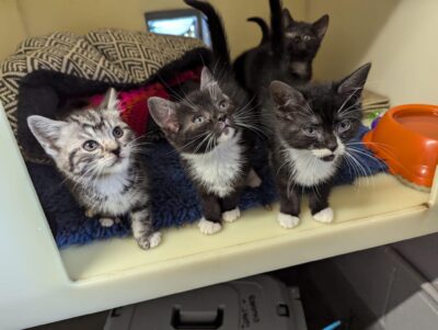 Homepage - RSPCA Coventry
