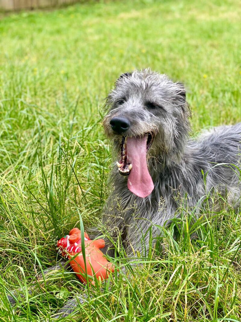 Homepage - RSPCA Coventry