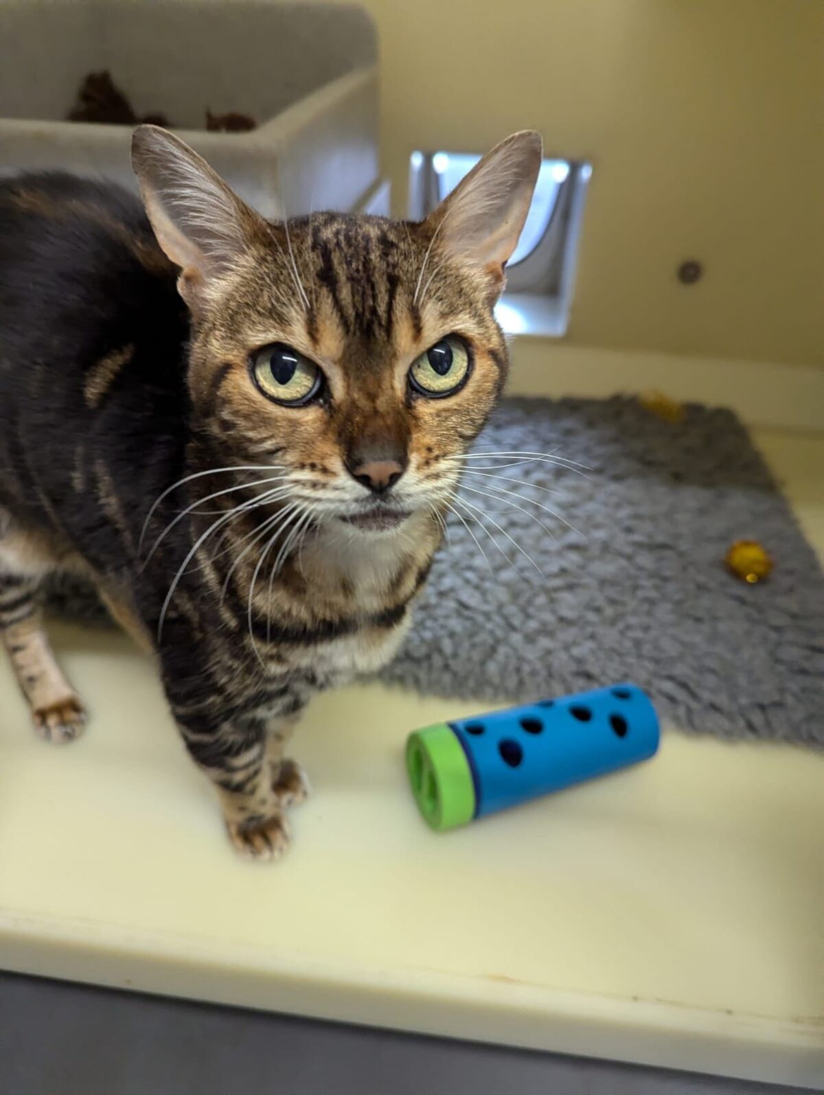 About Us - RSPCA Coventry
