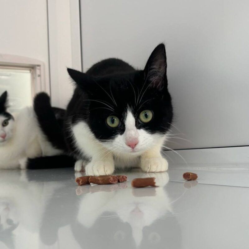 About Us - RSPCA Coventry