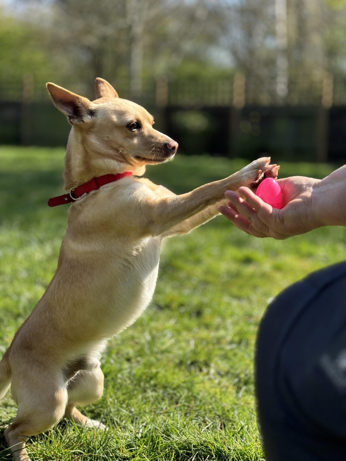 About Us - RSPCA Coventry