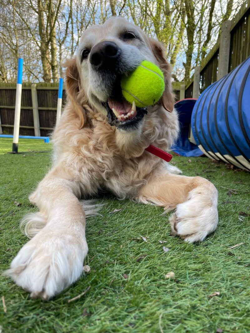 About Us - RSPCA Coventry