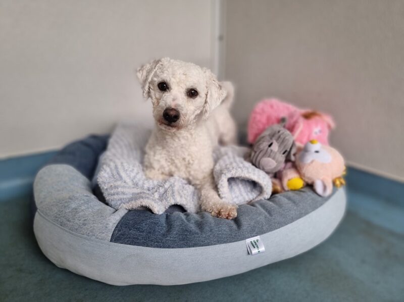 About Us - RSPCA Coventry