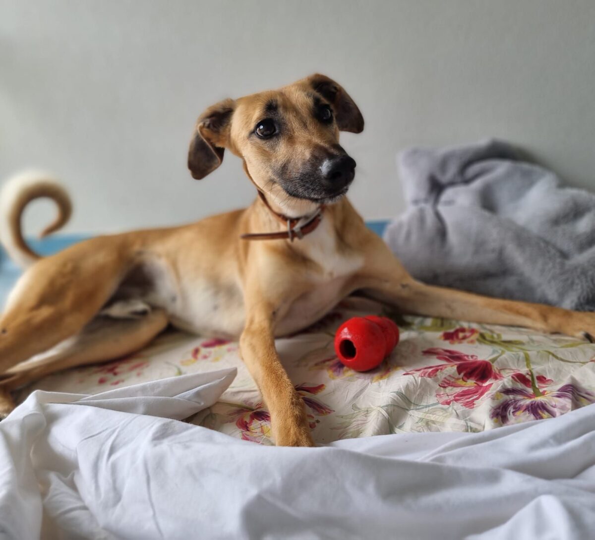 About Us - RSPCA Coventry