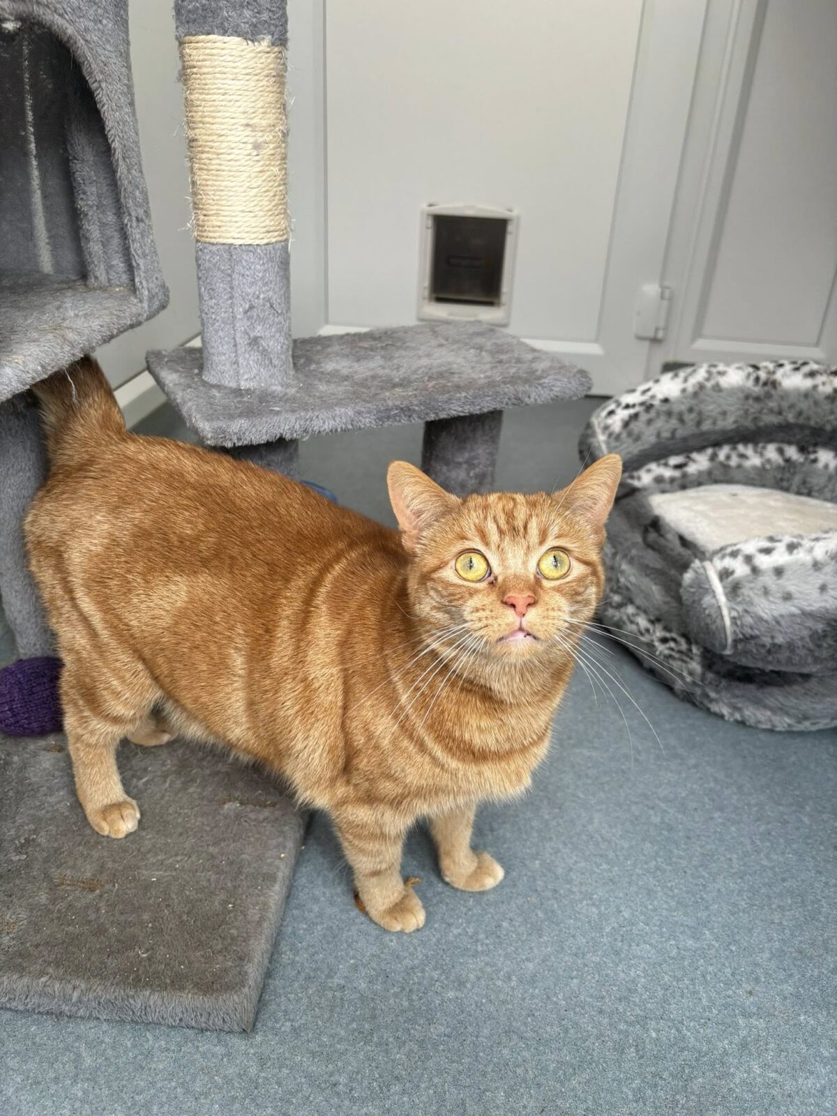 About Us - RSPCA Coventry