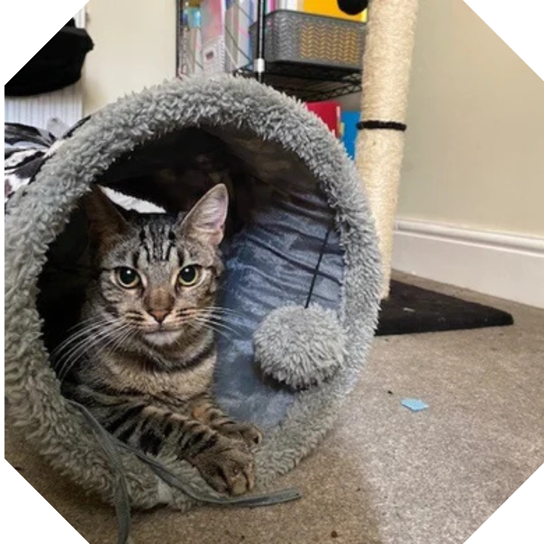 Our Story - RSPCA Coventry