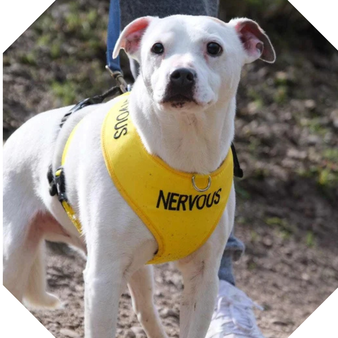 Our Story - RSPCA Coventry