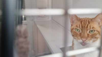 Homepage - RSPCA Coventry