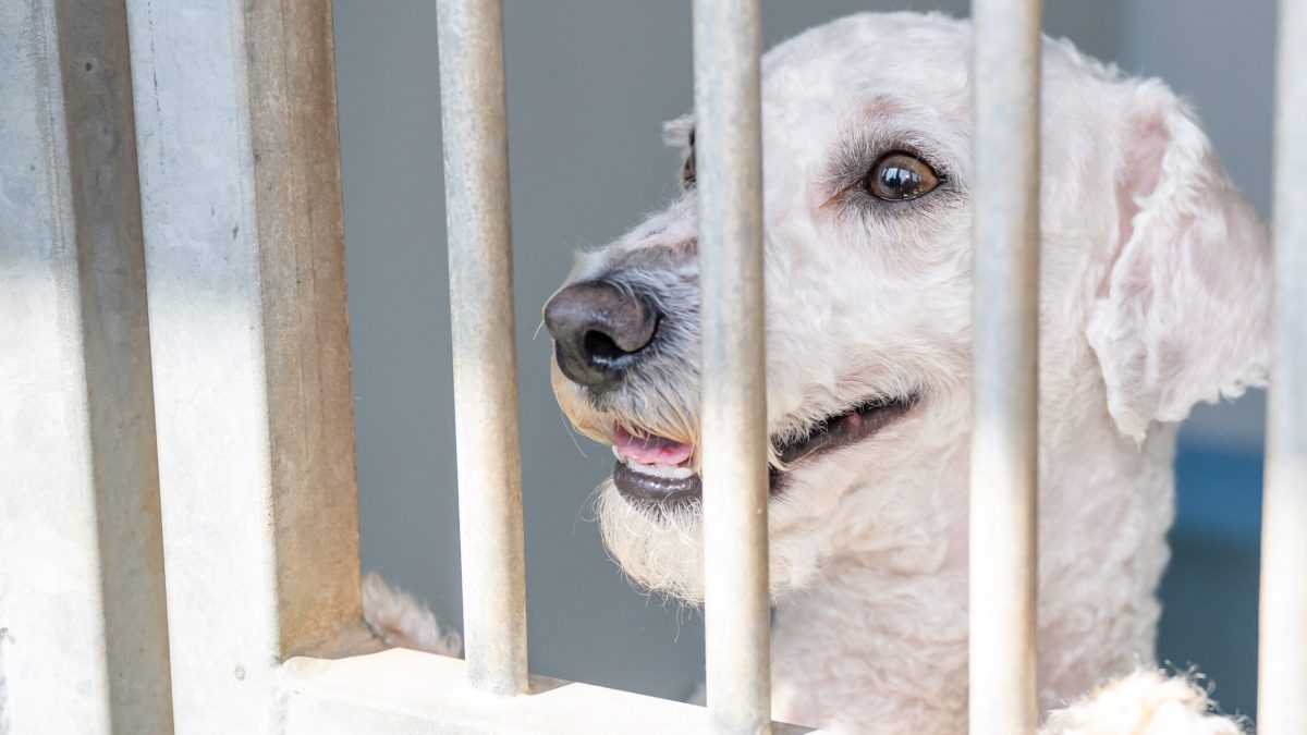 Homepage - RSPCA Coventry