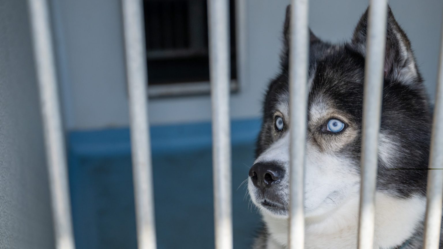Homepage - RSPCA Coventry