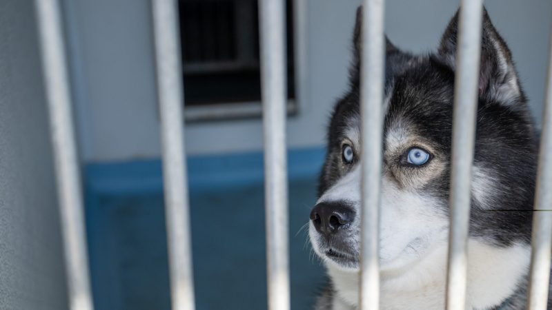Homepage - RSPCA Coventry