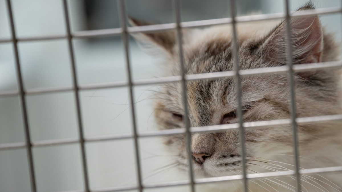 Homepage - RSPCA Coventry